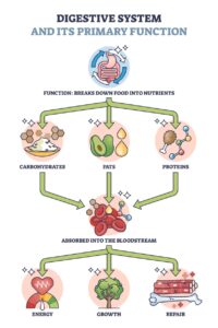 Why Your Digestive System Needs Extra Care During the Winter Months ...
